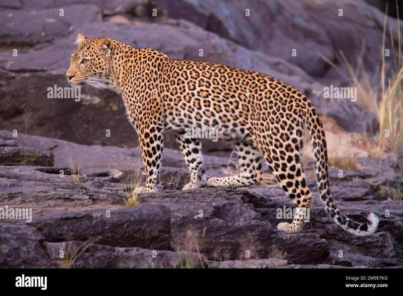 Leopard drink hi-res stock photography and images - Alamy