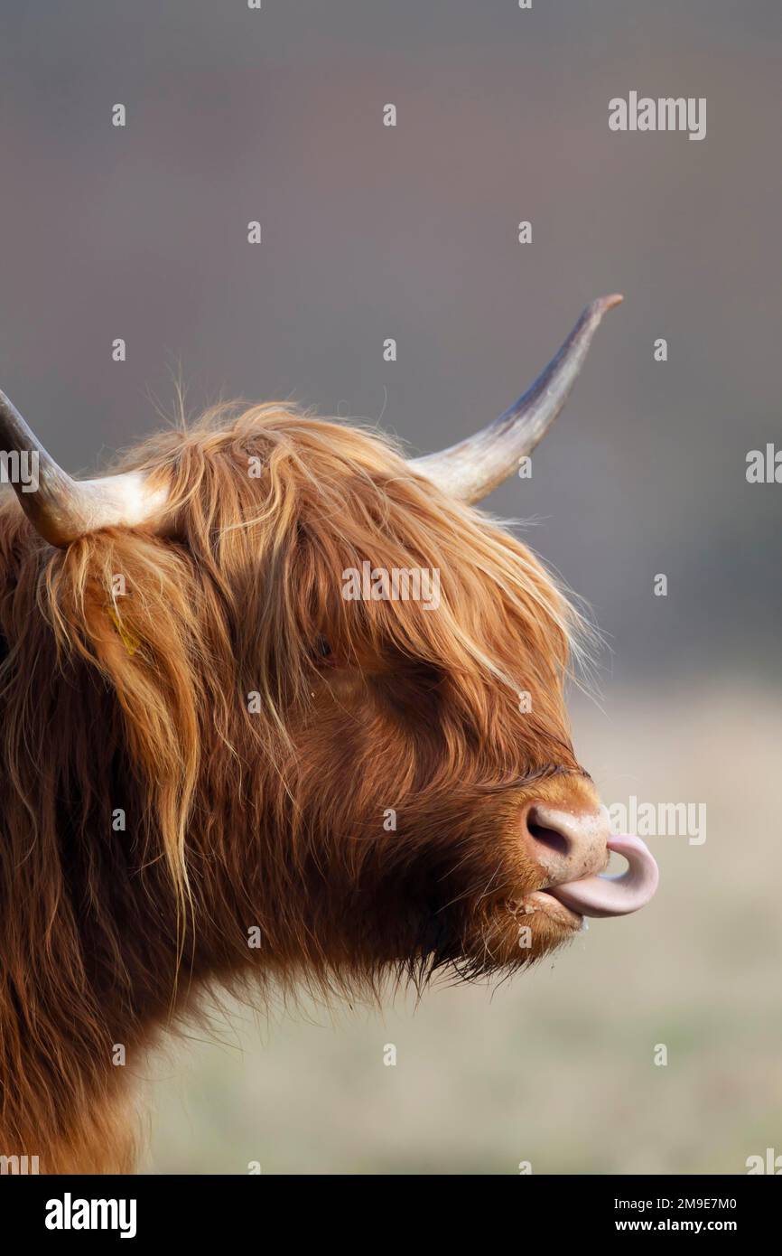 Highland cattle (Bos taurus) adult animal with its tongue sticking out ...