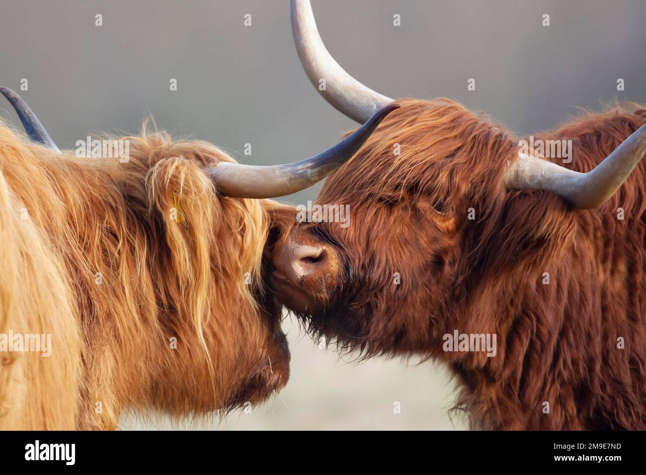 Highland cattle (Bos taurus) two adult animals greeting each other ...