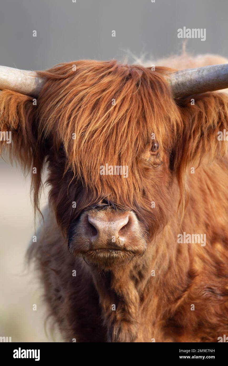 Highland cattle (Bos taurus) adult animal head portrait, Suffolk ...