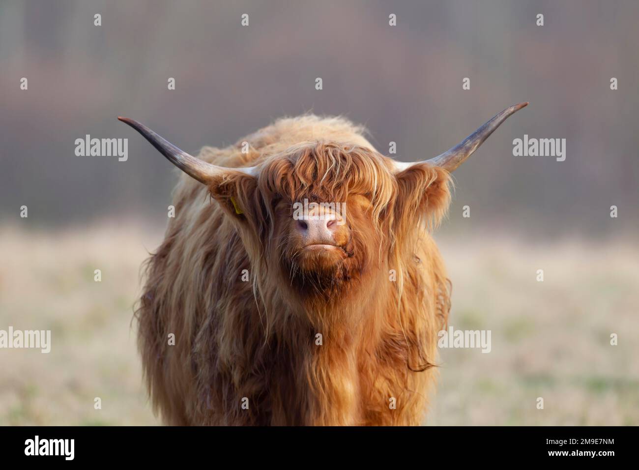 Highland cattle (Bos taurus) adult animal portrait, Suffolk, England ...