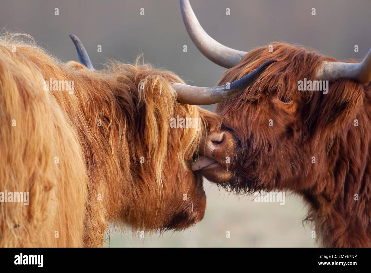 Highland cattle (Bos taurus) two adult animals with one licking the ...