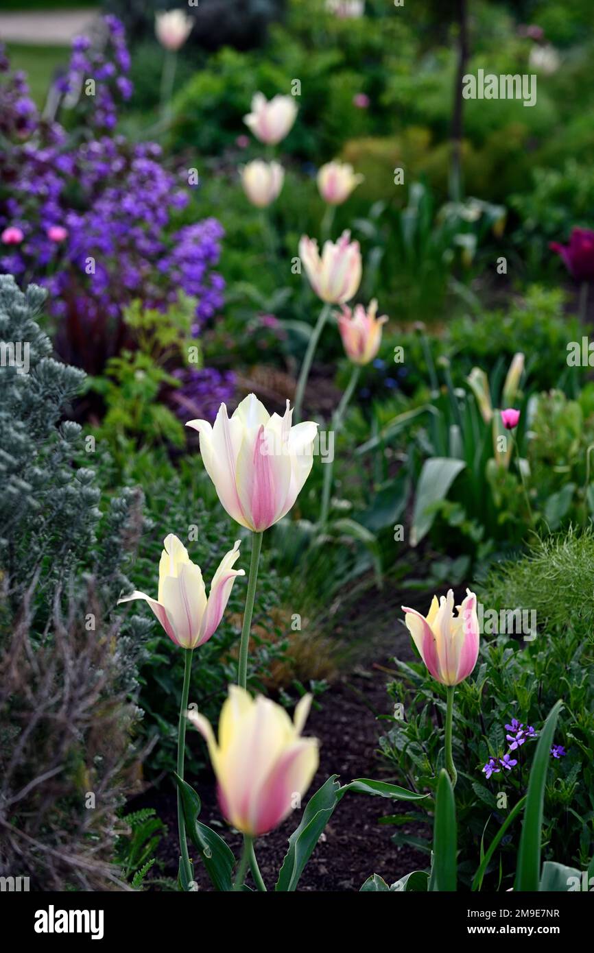 Tulip greigii white fire hi-res stock photography and images - Alamy