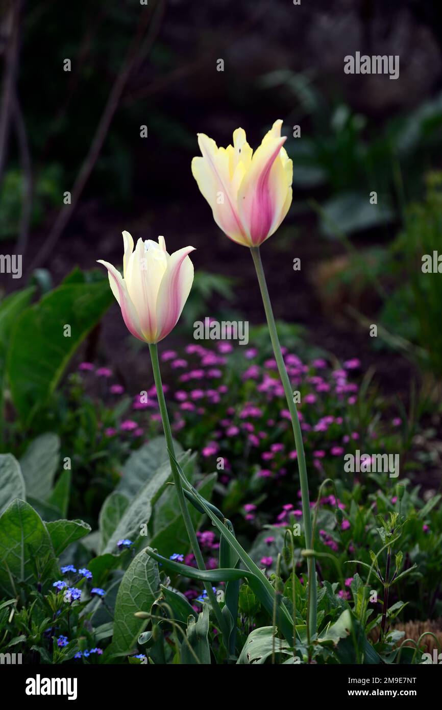 Tulipa Greigii White Fire,Tulip Greigii White Fire,tulips, Greigii tulip, lemon yellow with ...