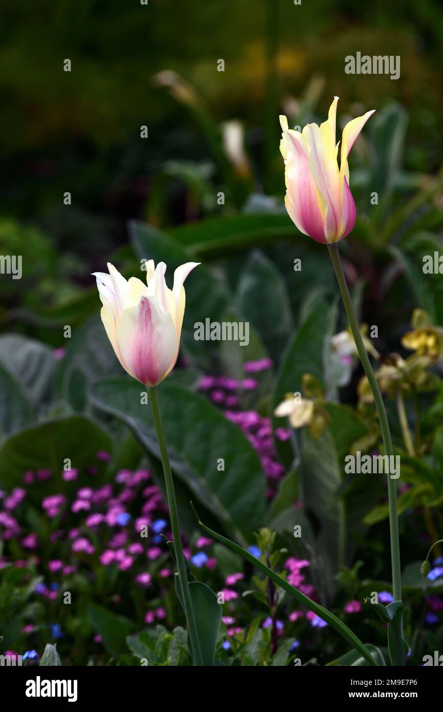 Tulip greigii white fire hi-res stock photography and images - Alamy