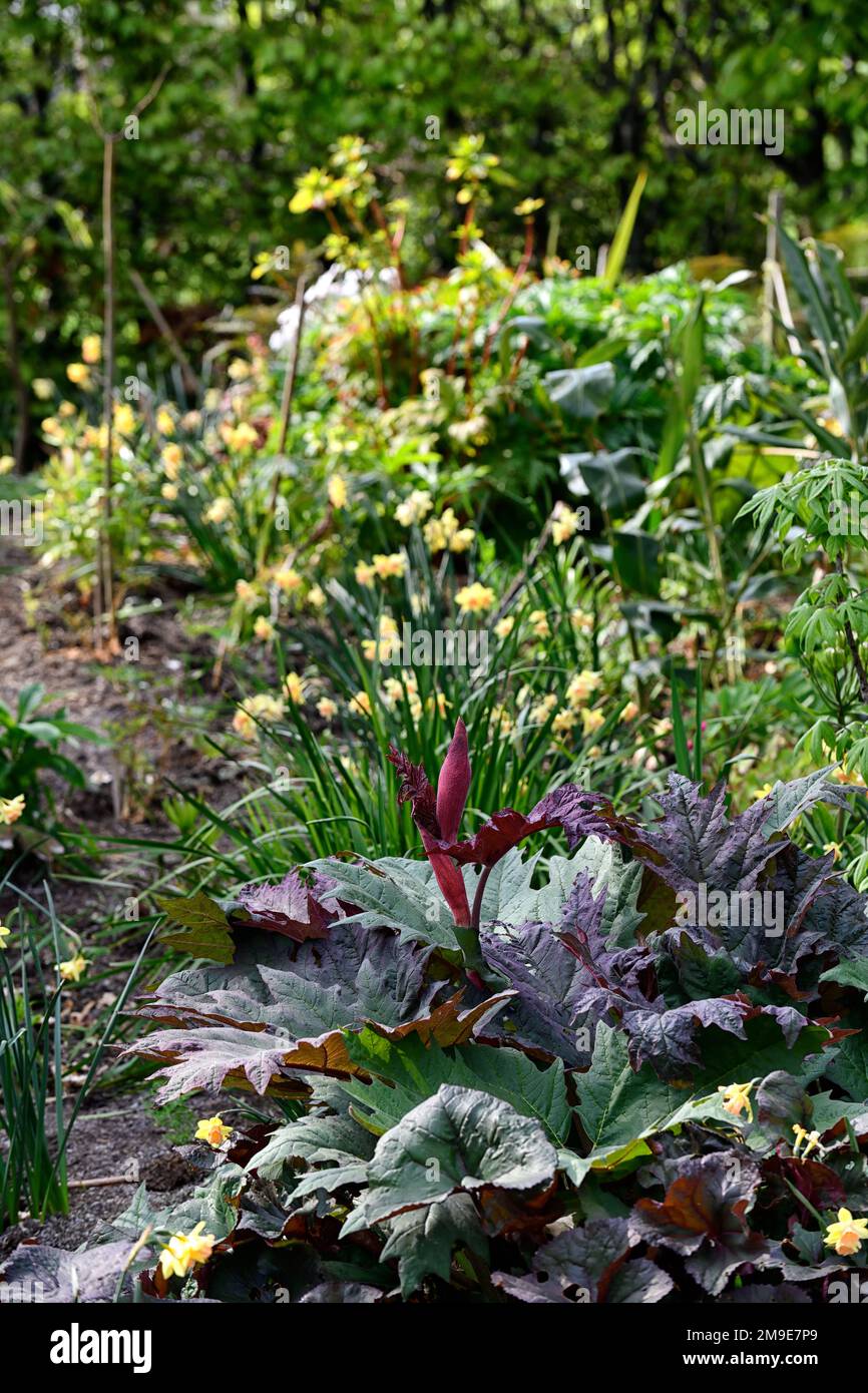 Rheum palmatum var tanguticum,red bud,spring, emerge,emerging,buds ...
