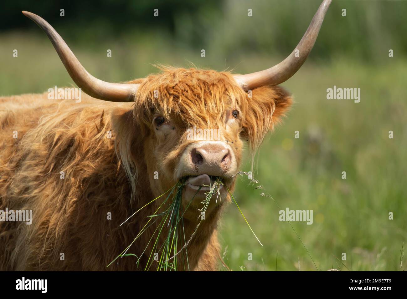 Highland cattle (Bos taurus) adult animal eating grass, Norfolk ...