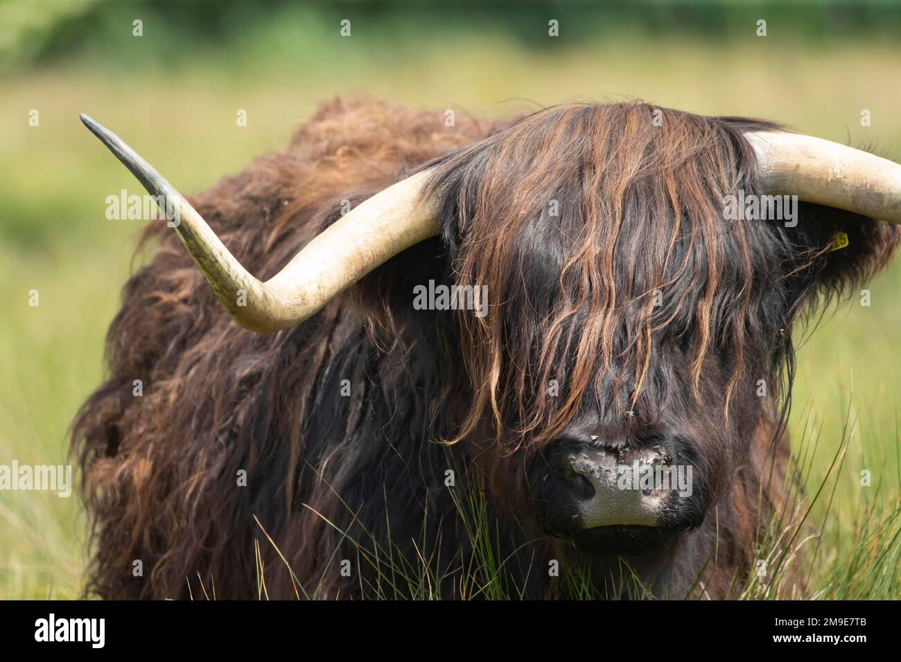 Highland cattle (Bos taurus) adult animal head portrait, Norfolk ...