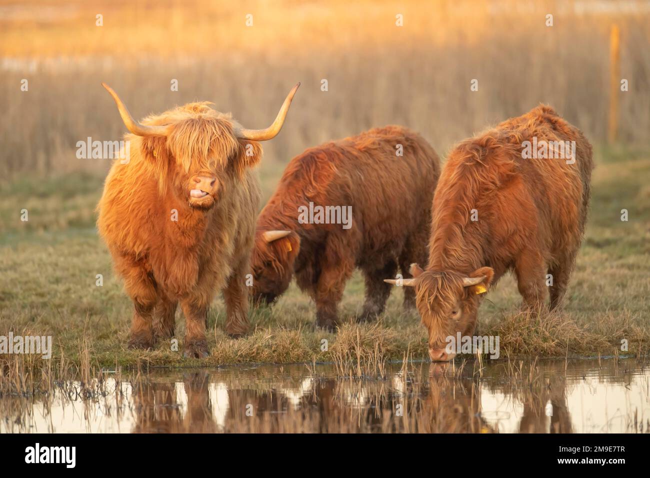 Highland cattle (Bos taurus) adult and two juvenile animals standing ...