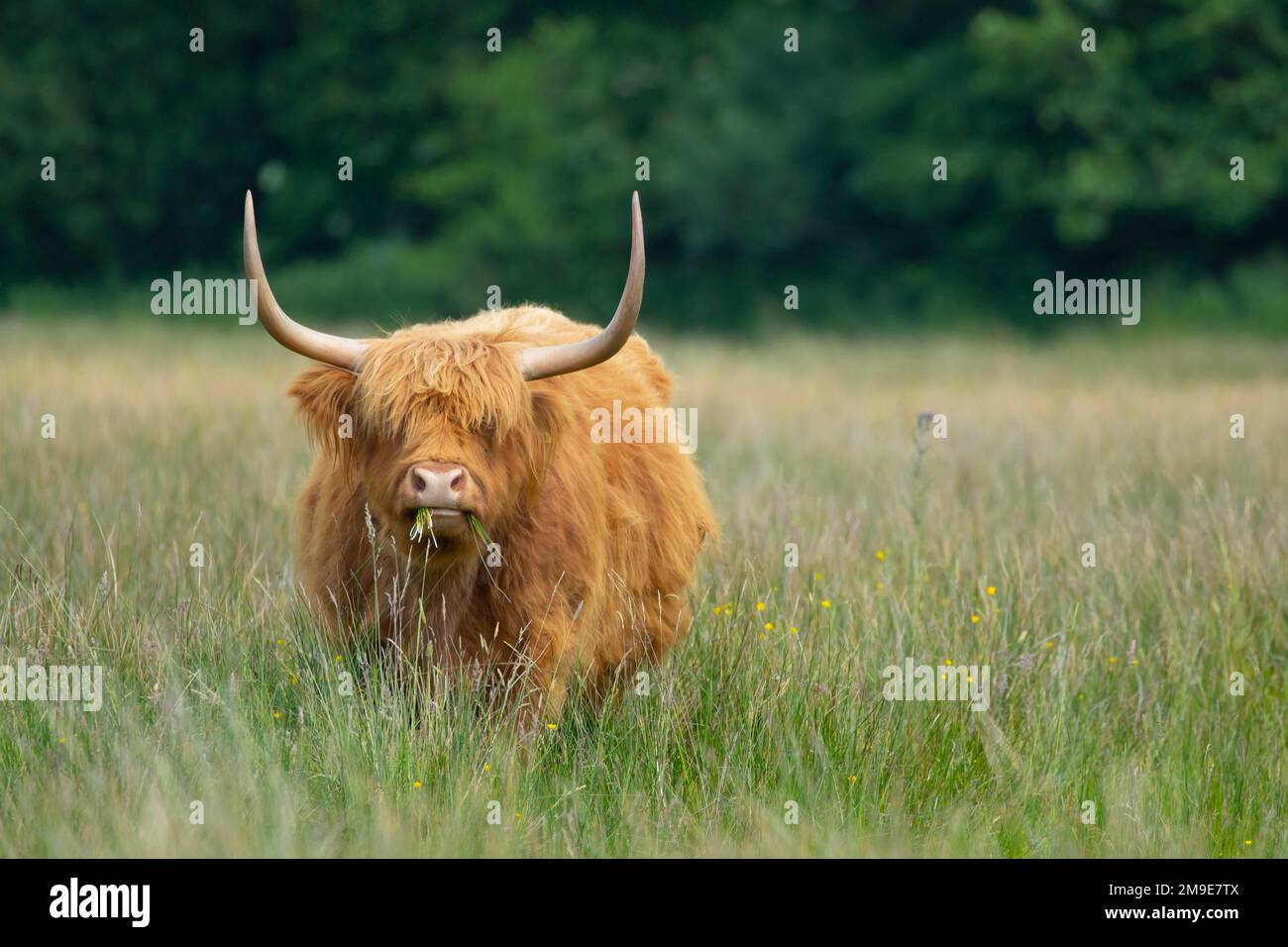Highland cattle (Bos taurus) adult animal eating grass in a Summer ...