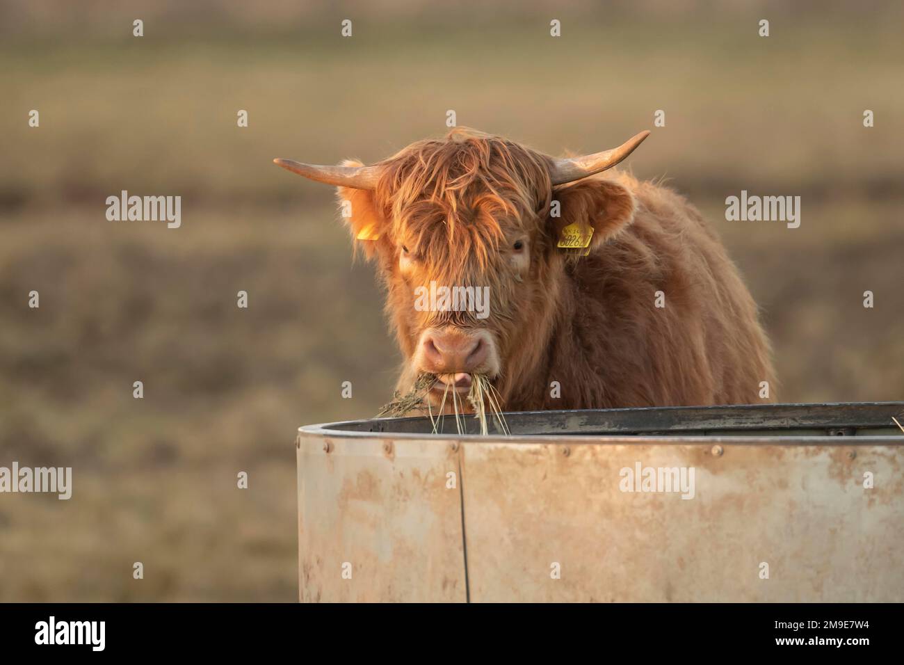 Highland cattle (Bos taurus) juvenile animal eating grass, Lincolnshire ...