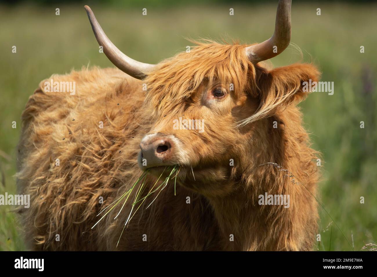 Highland cattle (Bos taurus) adult animal eating grass, Norfolk ...