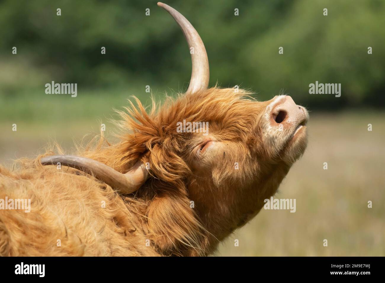Highland cattle (Bos taurus) adult animal rubbing its back with its ...