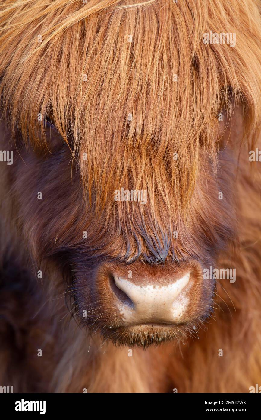 Highland cattle (Bos taurus) adult animal head portrait, Suffolk ...