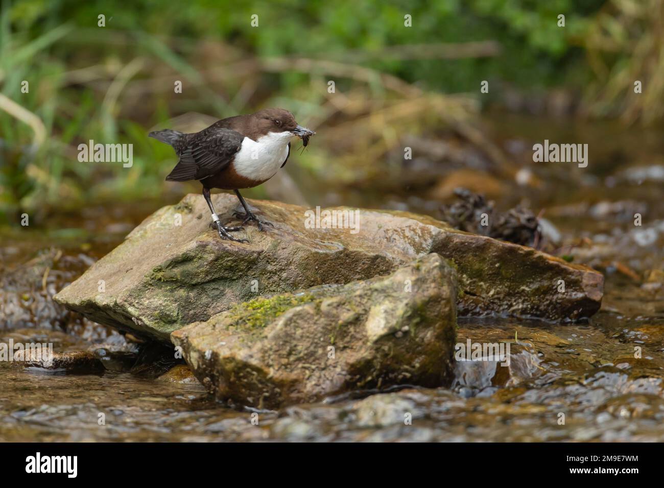 White throated dipper (Cinclus Cinclus) adult bird carrying food in its ...