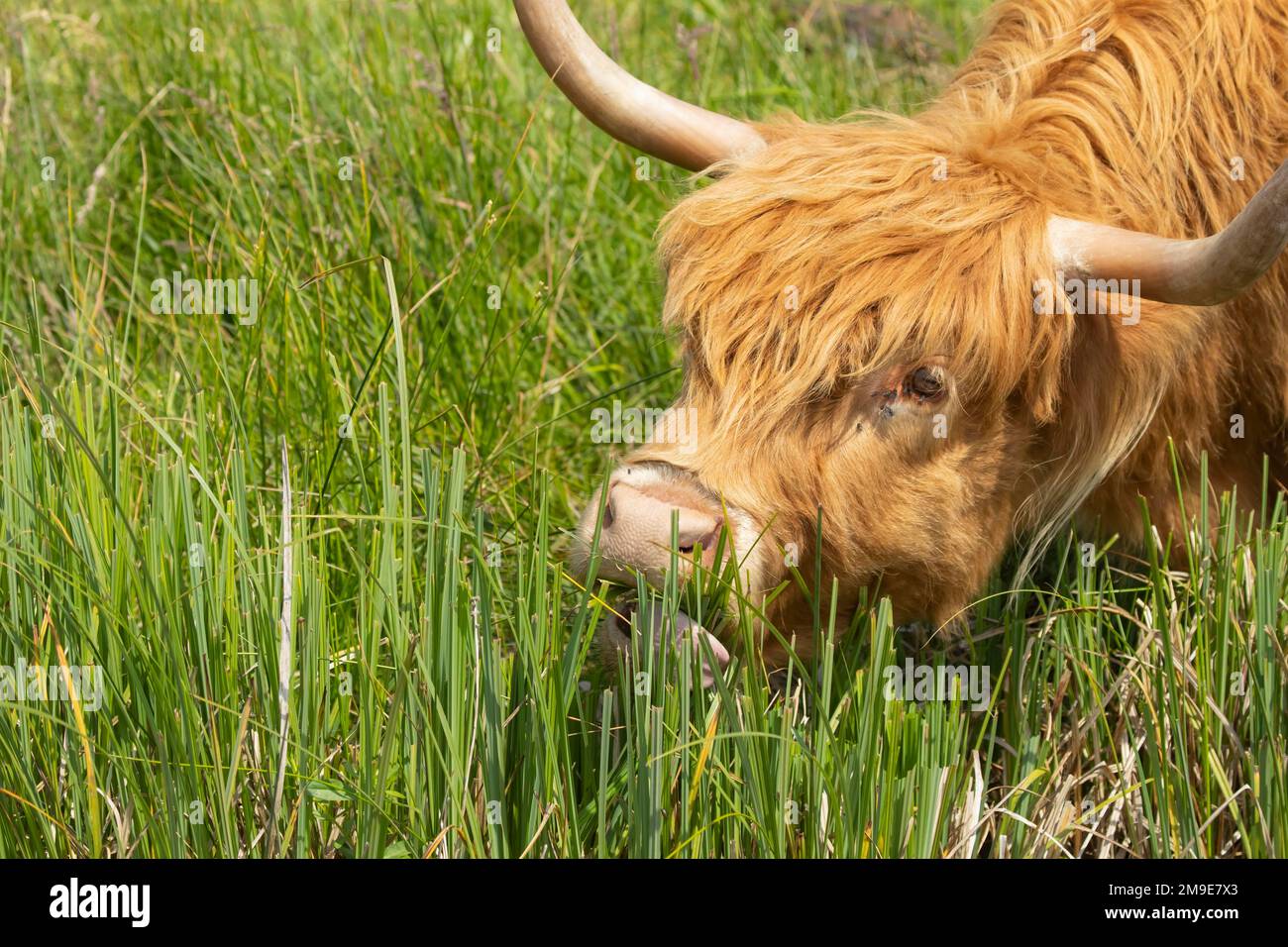 Highland cattle (Bos taurus) adult animal eating grass, Norfolk ...