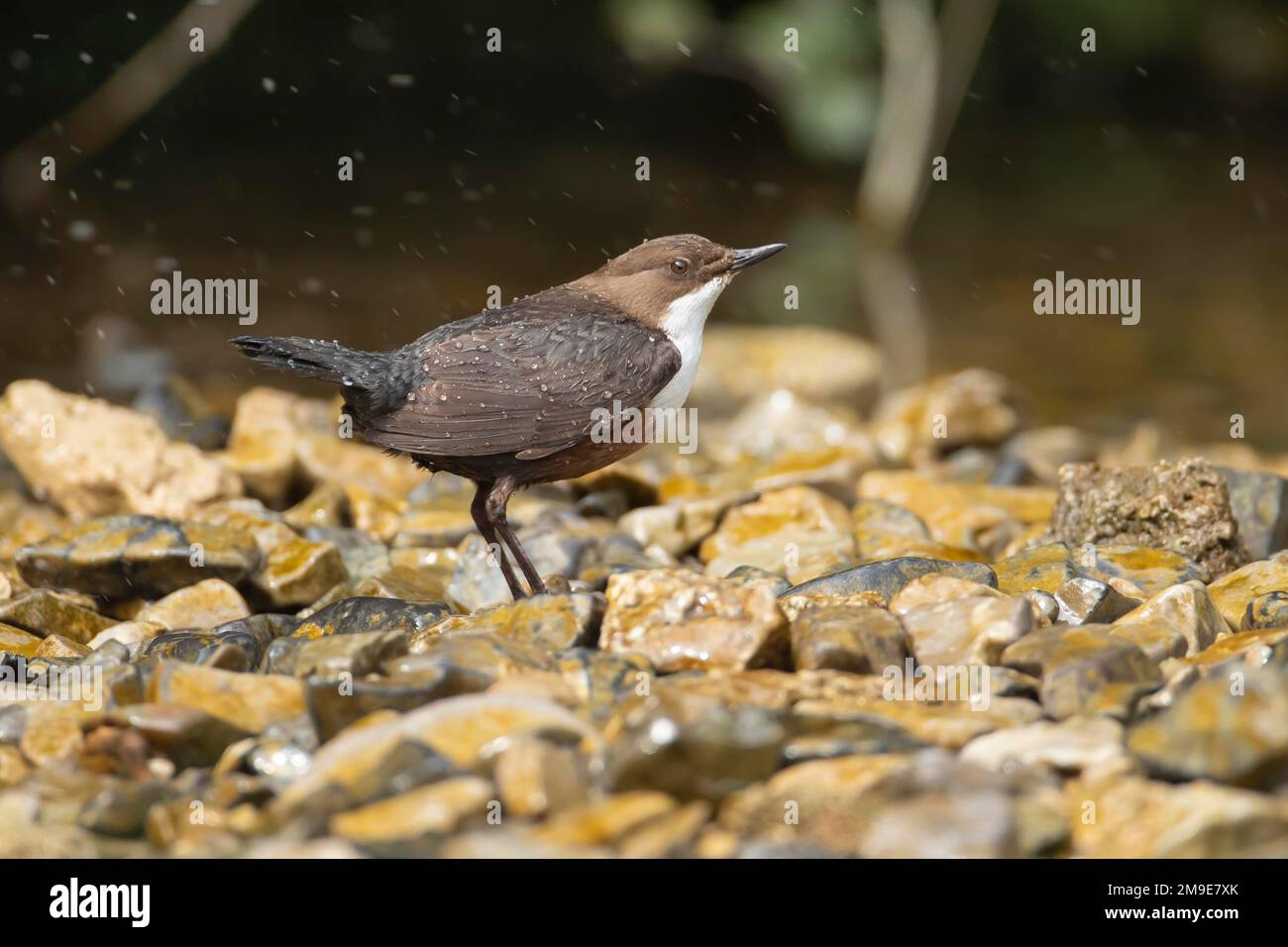 White throated dipper (Cinclus Cinclus) adult bird on stones by a river ...