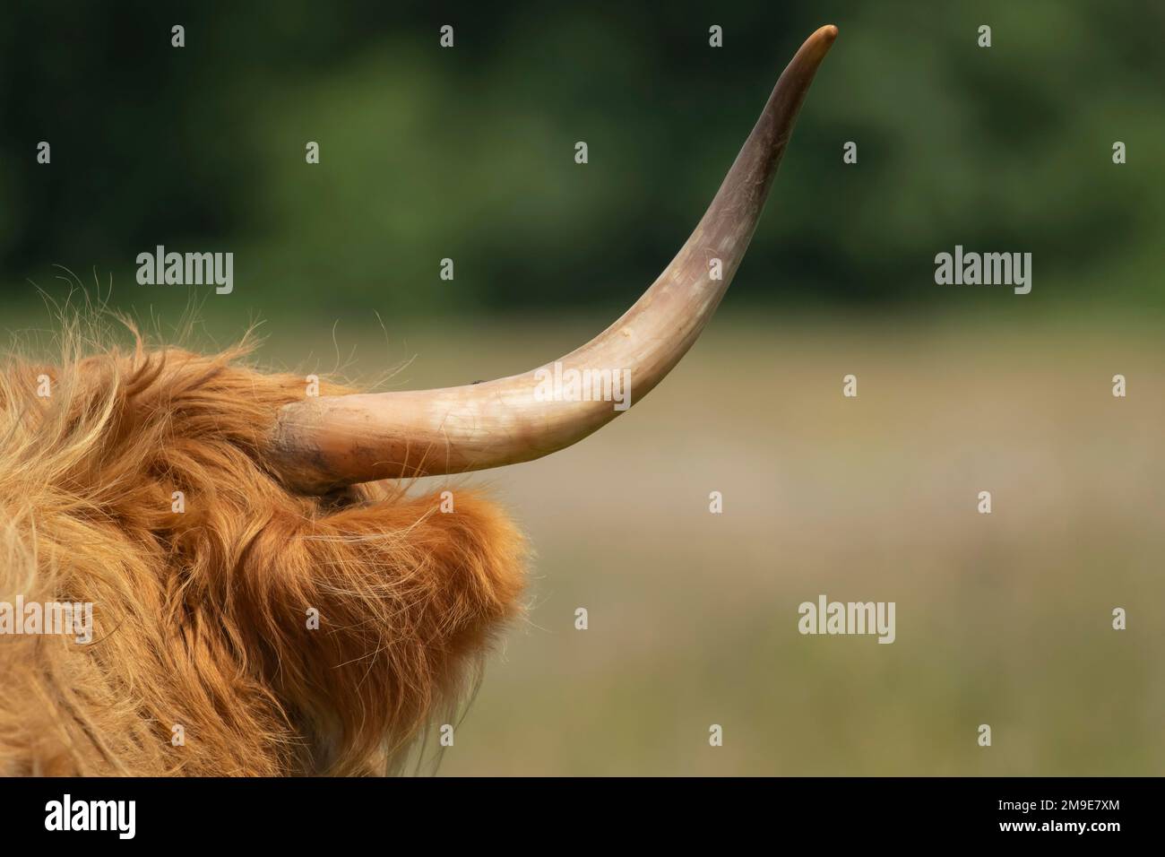 Highland cattle (Bos taurus) adult animal close up of one of its horns ...
