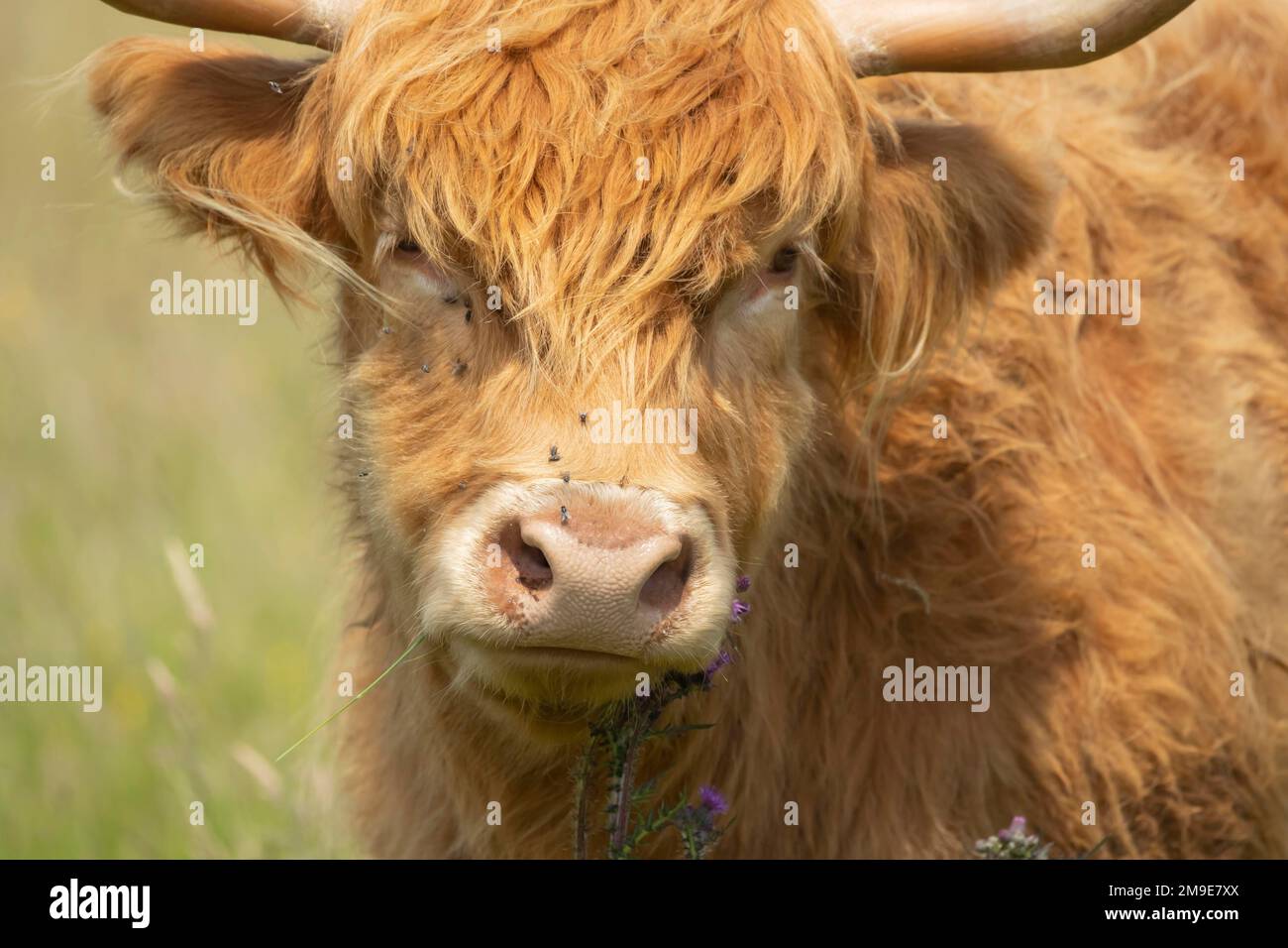 Highland cattle (Bos taurus) adult animal head portrait, Norfolk ...