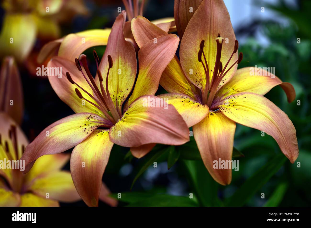 Lilium bird of paradise, Lily bird of paradise, asiatic lily hybrid ...