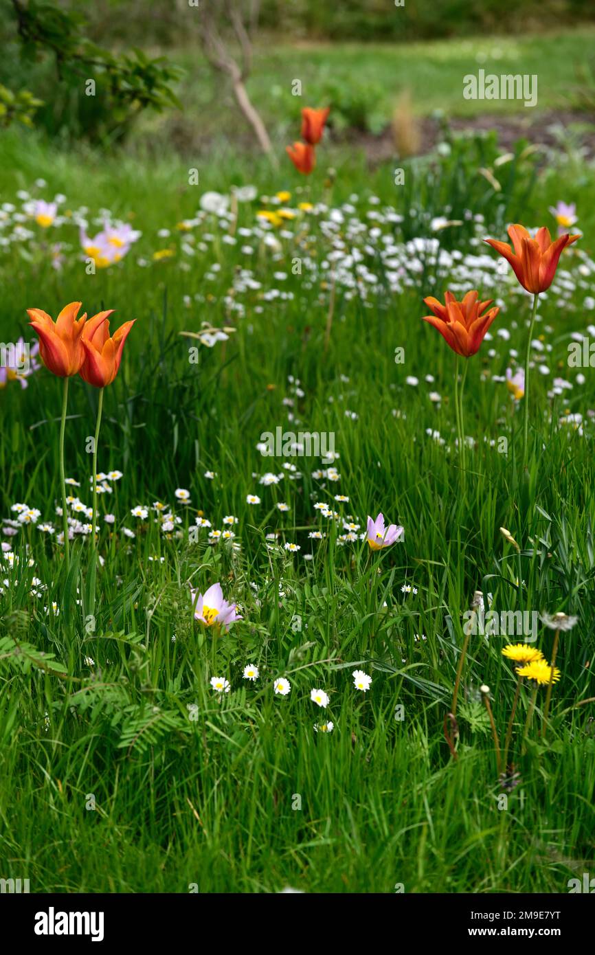 Naturalise tulip hi-res stock photography and images - Alamy