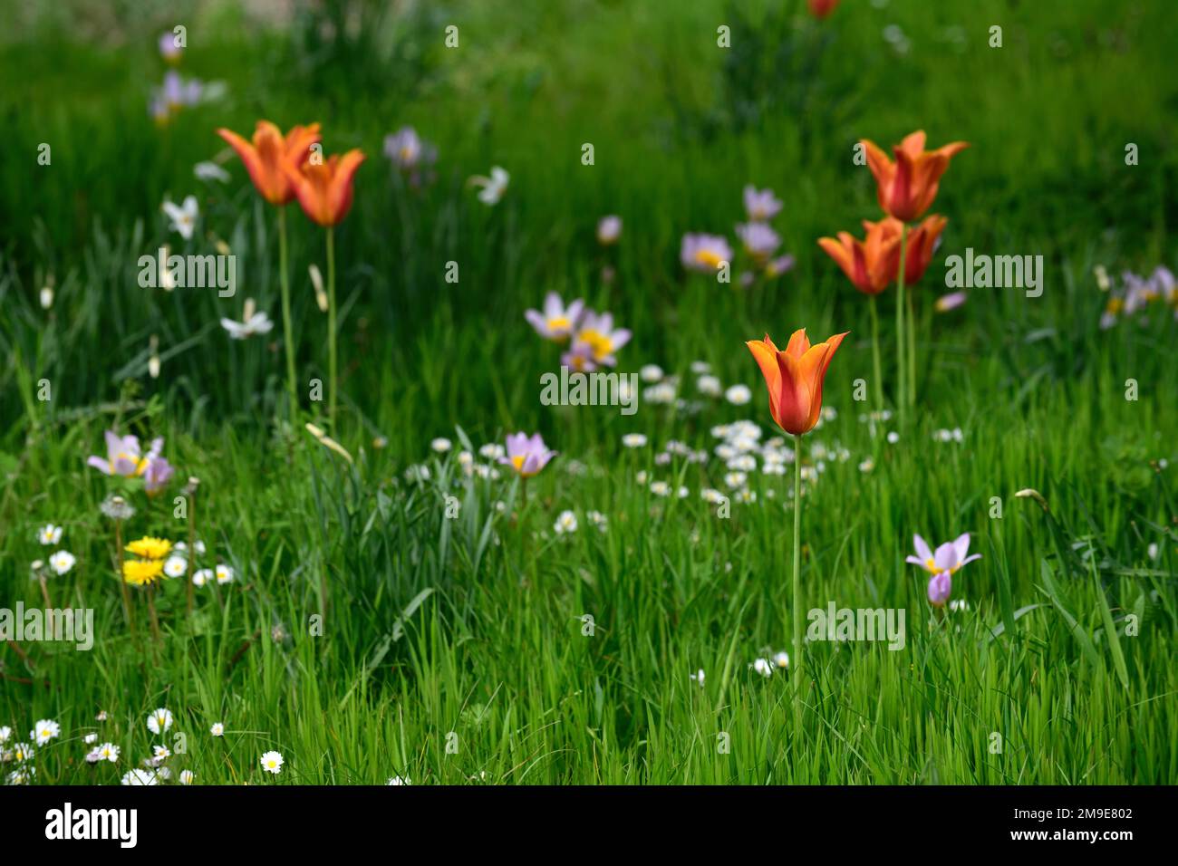 Naturalise tulip hi-res stock photography and images - Alamy