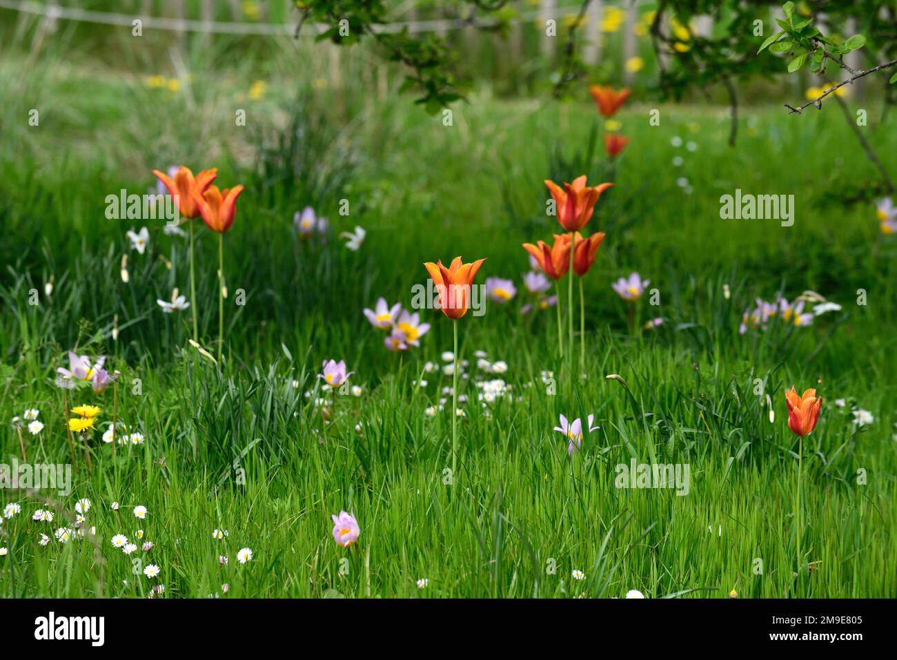 Naturalise tulip hi-res stock photography and images - Alamy