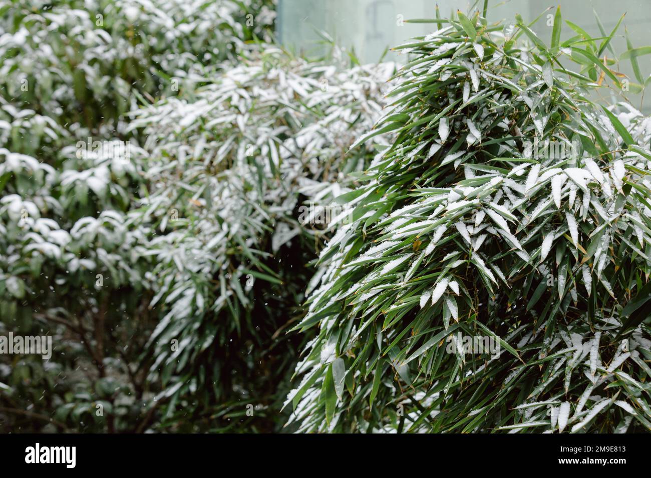 Affected by the cold wave, Suzhou embraces its first snow of the new ...