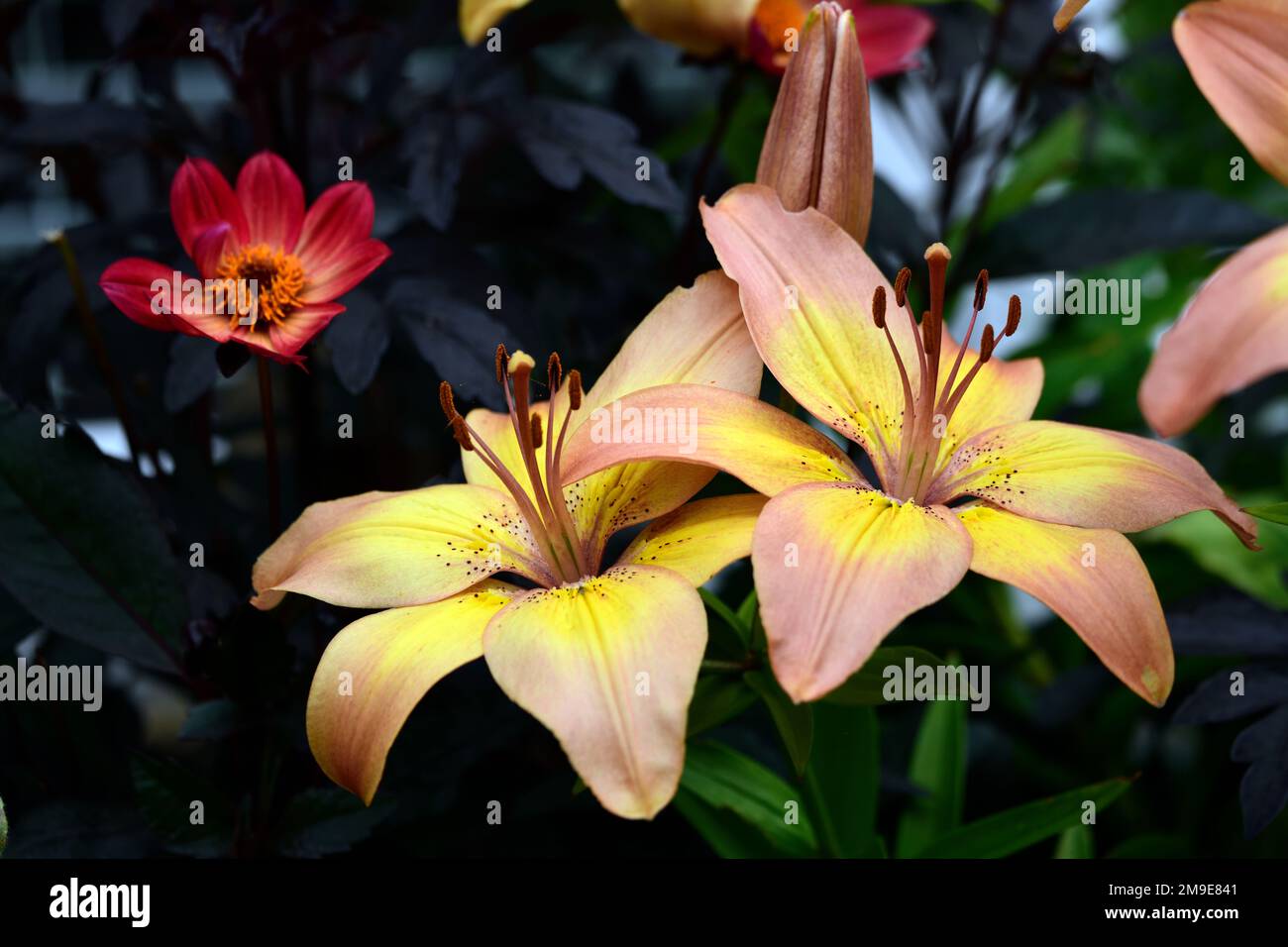 Lilium bird of paradise hi-res stock photography and images - Alamy