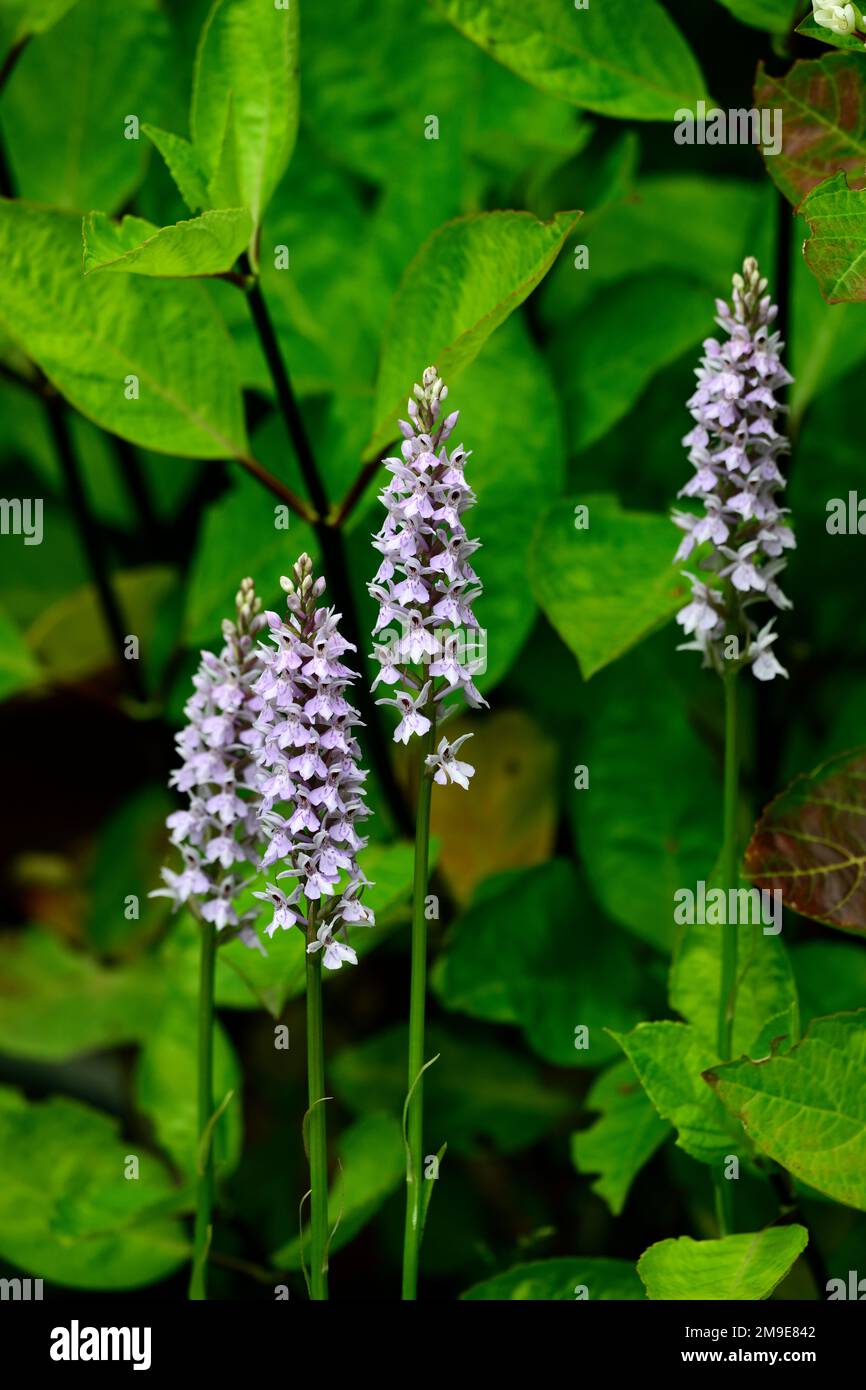 dactylorhiza fuchsii subsp fuchsii,common spotted orchid,native orchids ... dactylorhiza fuchsii subsp fuchsii,common spotted orchid,native orchids ...