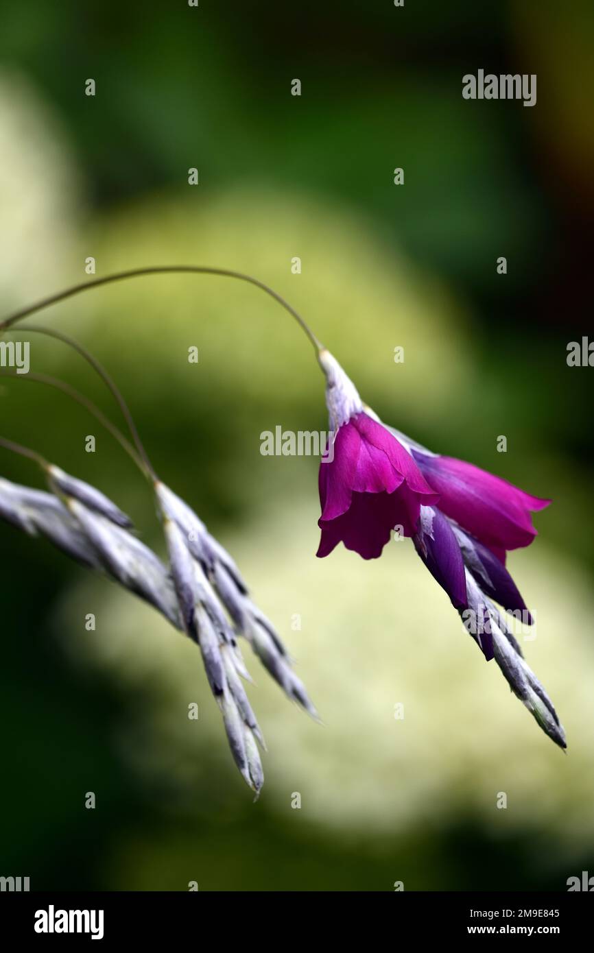 dierama pulcherrimum blackbird,purple flowers,purple flower,arching ...
