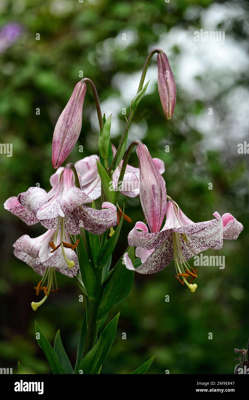 lilium lankon, Lilium longiflorum x Lilium lankongense, white, purple ...