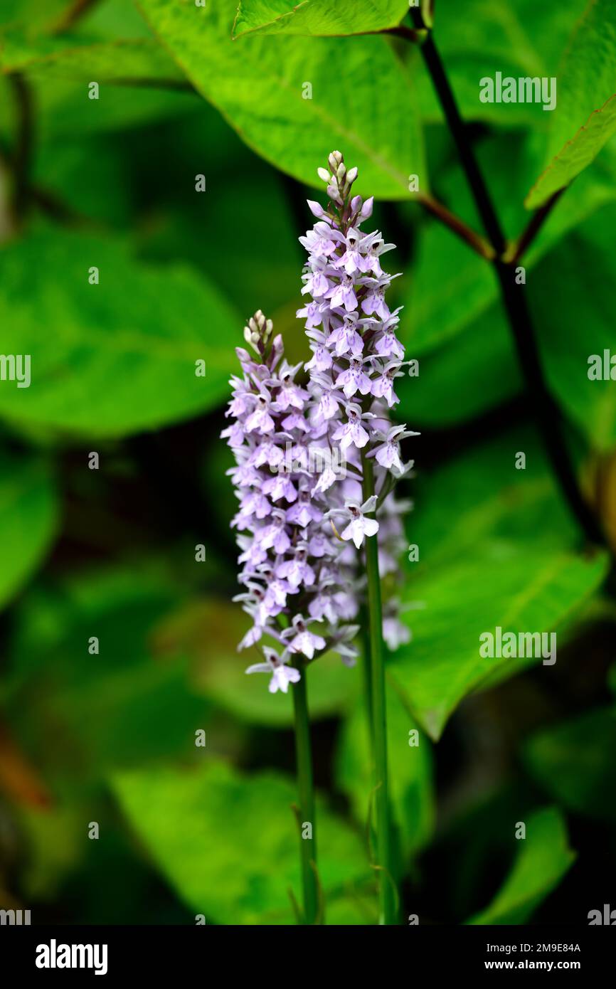 dactylorhiza fuchsii subsp fuchsii,common spotted orchid,native orchids ...