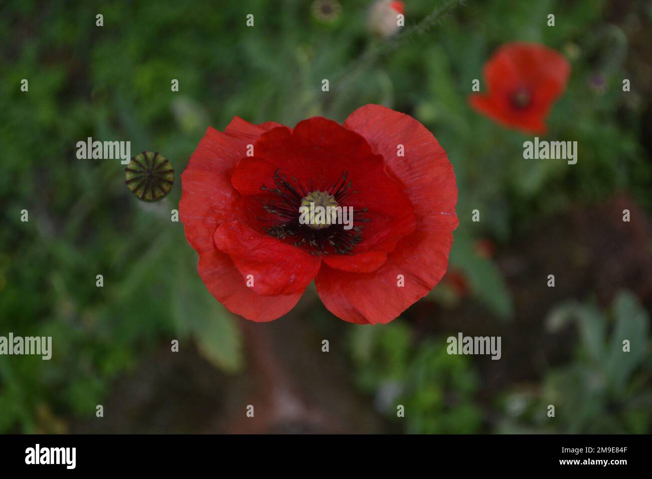 Nature & Flowers Stock Photo - Alamy