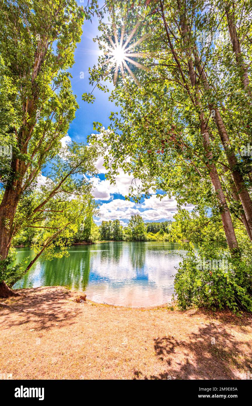 Sun star on a deciduous tree at the gravel pond in summer in Lohnde ...