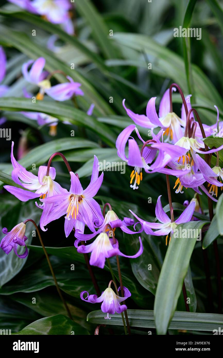 Pink purple reflexed flowers hi-res stock photography and images - Alamy
