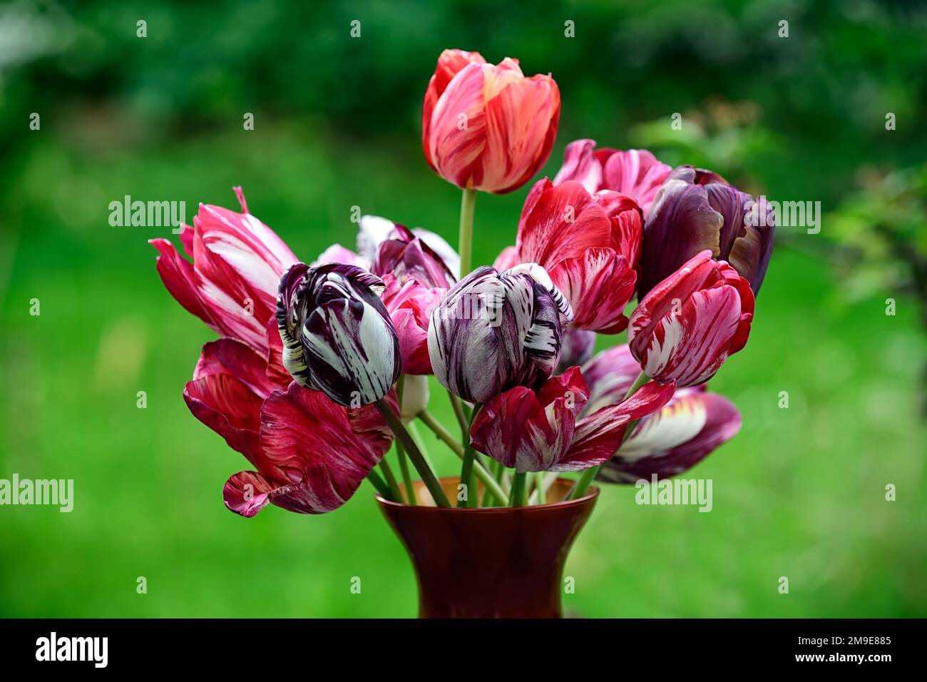Mixed broken tulips,mixed broken tulips in a vase,rembrandt tulip ...