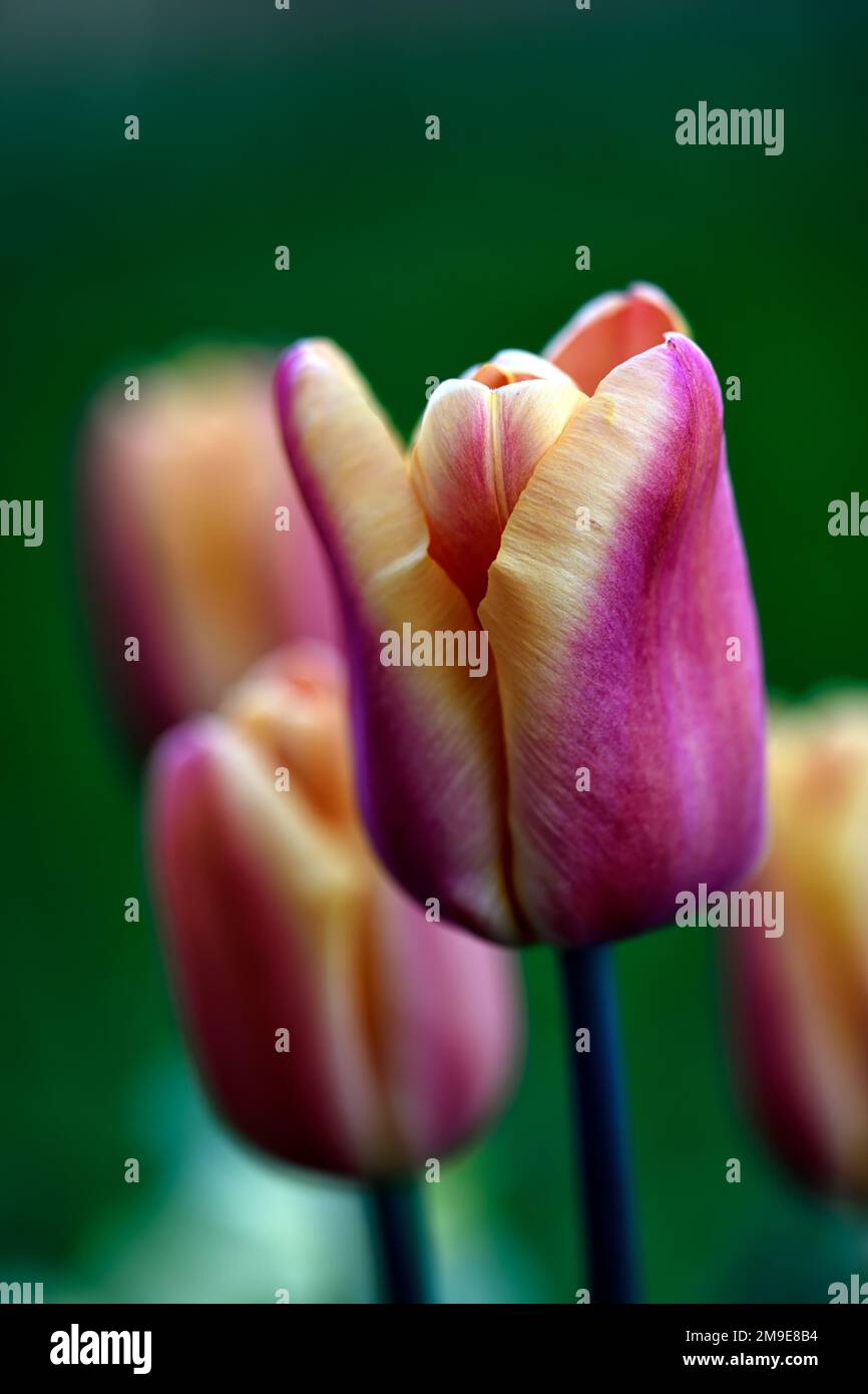 Tulipa Abu Hassan,Tulip Abu Hassan,deep cardinal-red single flowers ...
