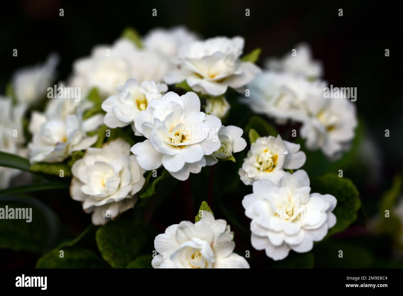 Primula polyantha Dawn Ansell,Polyanthus Dawn Ansell,semi-evergreen ...