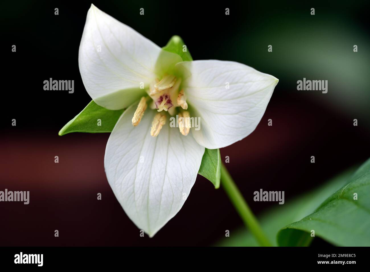 Trillium flexipes,Nodding Wakerobin,Bent trillium,Drooping Trillium ...