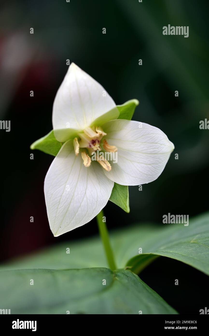 Trillium flexipes,Nodding Wakerobin,Bent trillium,Drooping Trillium ...