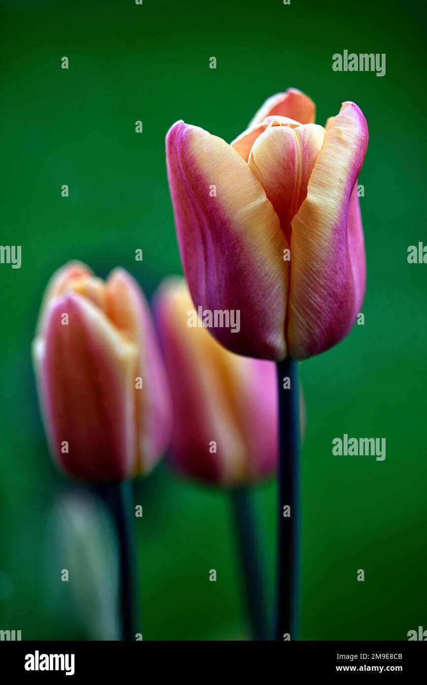 Deep cardinal red single flowers hi-res stock photography and images ...