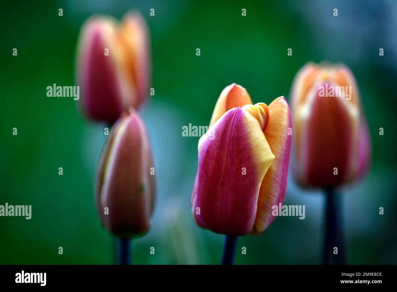 Tulipa Abu Hassan,Tulip Abu Hassan,deep cardinal-red single flowers ...