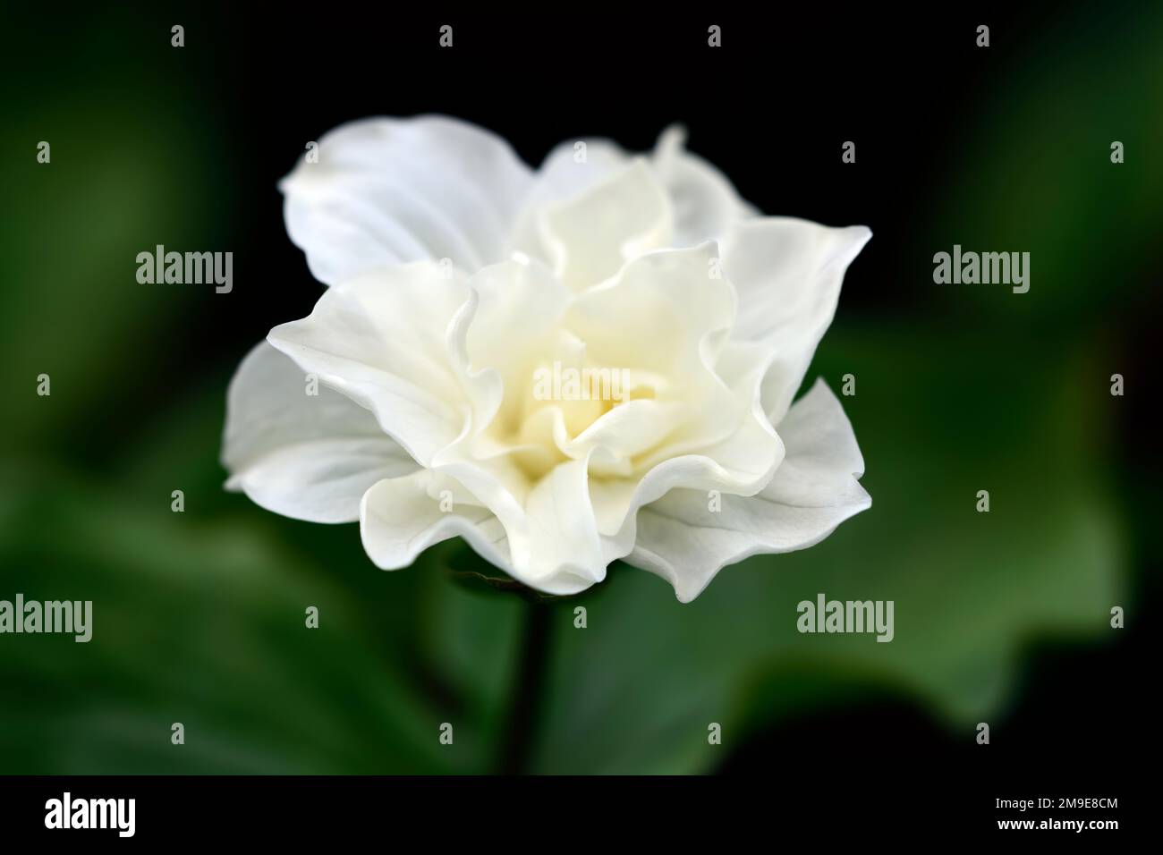 Great white trillium, Trillium grandiflorum Flore Pleno,double white ...