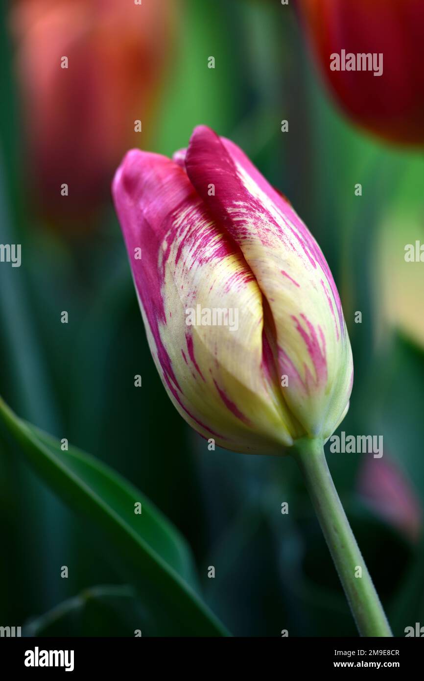 Tulipa saskia rembrandt hi-res stock photography and images - Alamy
