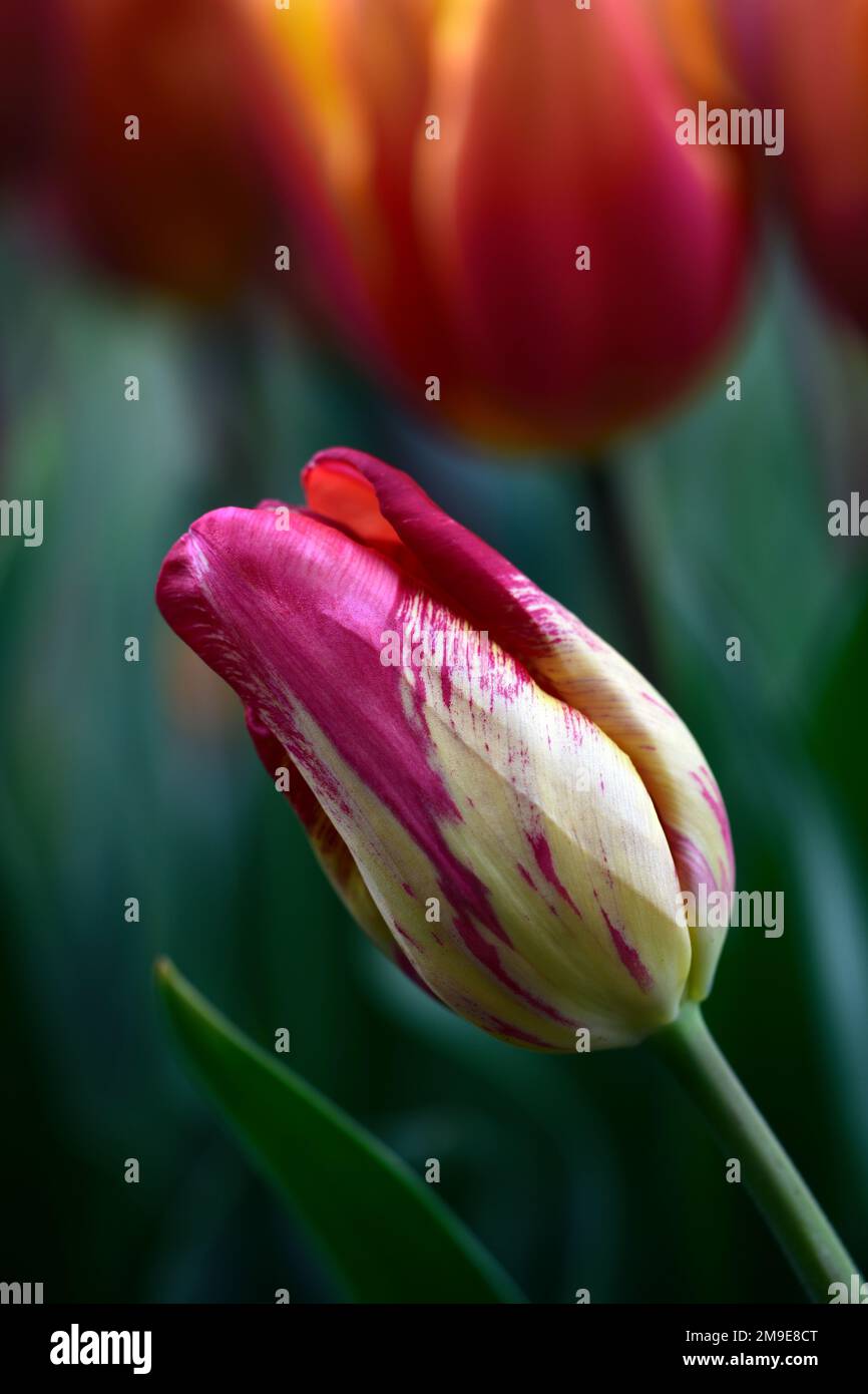 Tulipa Saskia,Tulipa Saskia rembrandt,English Florist Tulip,broken ...