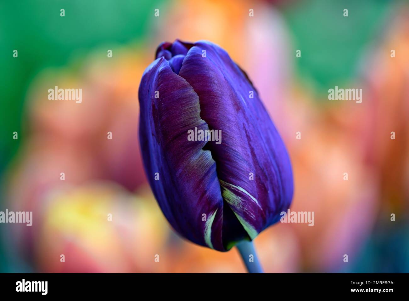 Tulipa Absalon,Tulipa Absalon rembrandt,broken tulip,Tulip Breaking ...