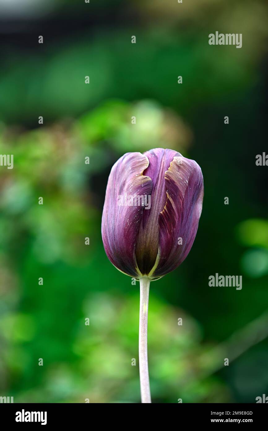 Tulipa absalon rembrandt hi-res stock photography and images - Alamy