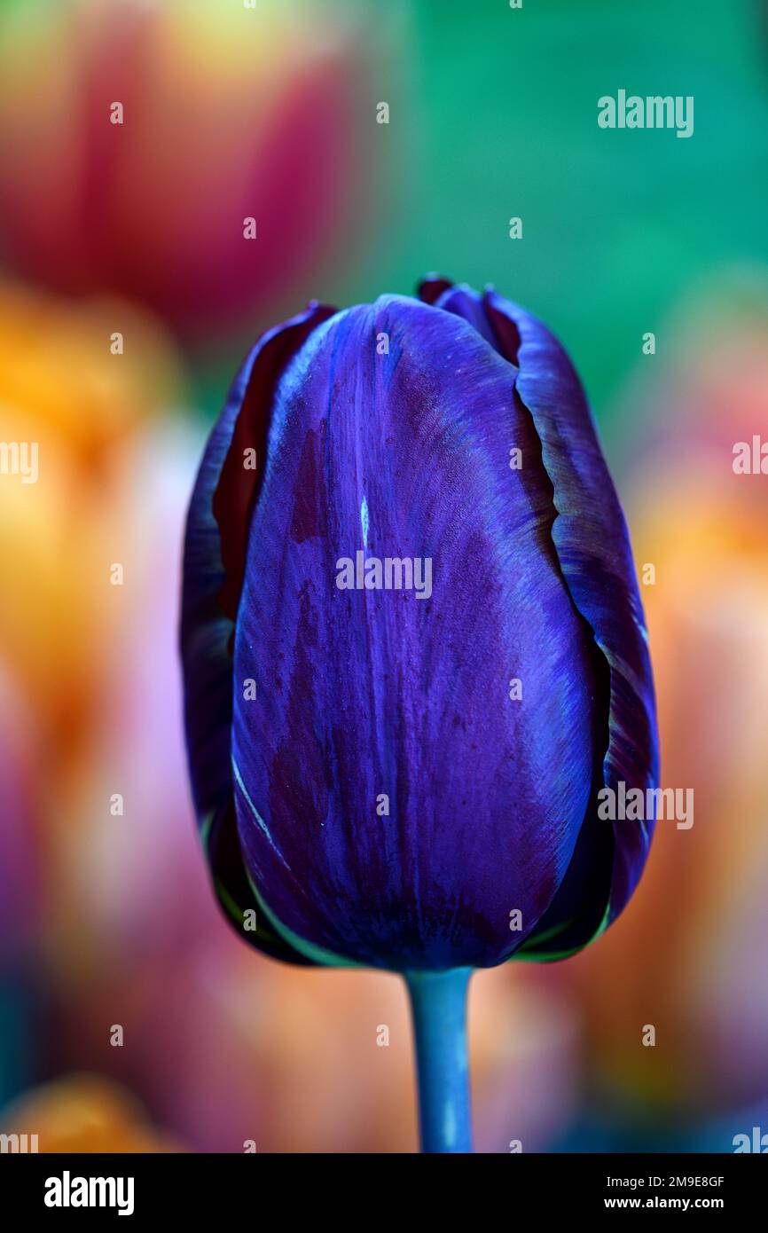 Tulipa Absalon,Tulipa Absalon rembrandt,broken tulip,Tulip Breaking ...