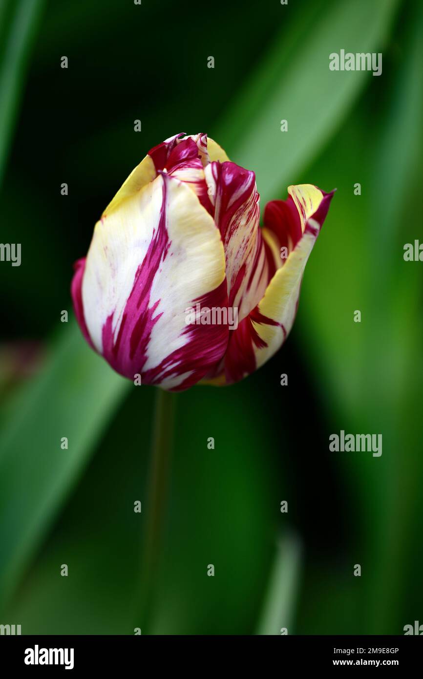 Tulipa Saskia rembrandt,English Florist Tulip,broken tulip,Tulip ...